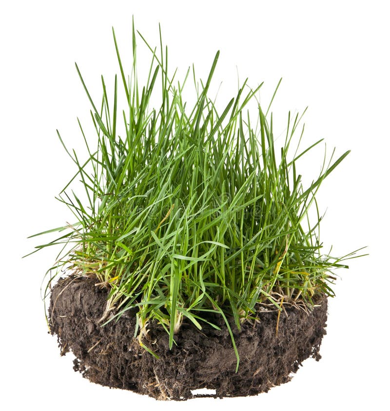 Grass, Soil and Grass Isolated on White Background Stock Photo - Image ...