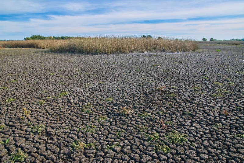 Soil Ground with Plants Growing on it Stock Photo - Image of ground ...