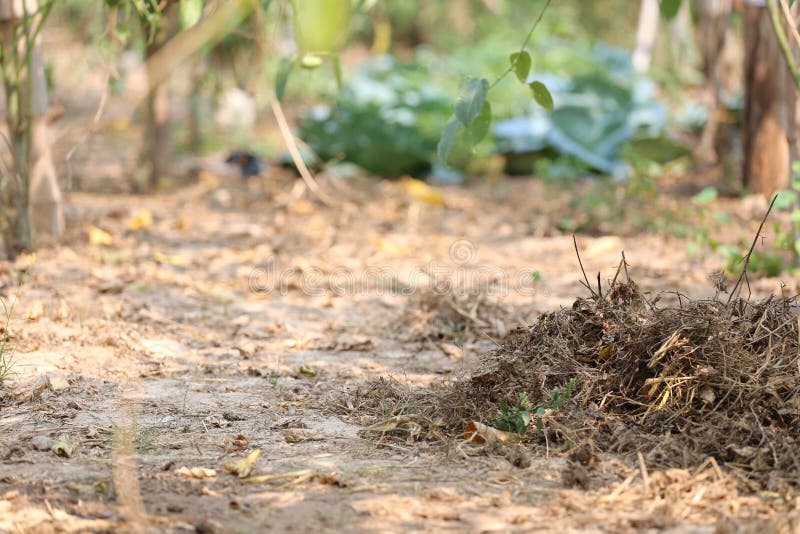 Soil Ground of Vegetable Garden. Stock Image - Image of vegetable ...