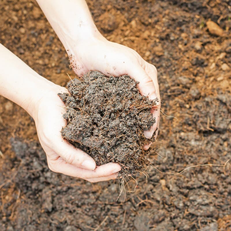 Clumping Cat Litter stock photo. Image of clean, clumping - 15719378