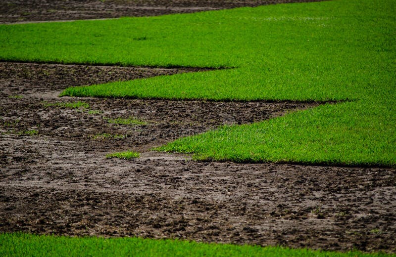 Soil Land with Green Grass Surface. Stock Photo - Image of texture ...