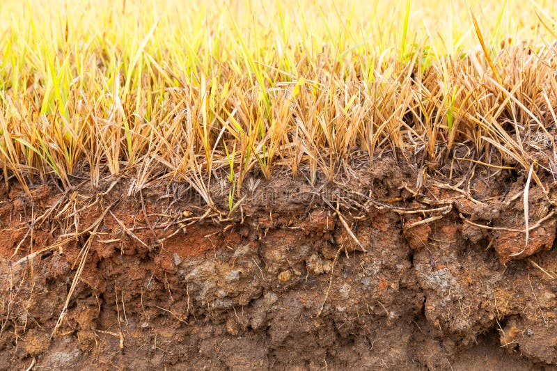 Soil layer in field stock photo. Image of agriculture - 394021498