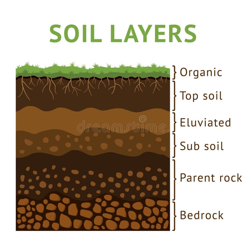 Soil Layer Section, Dirt Cross Ground. Earth with Rock and Root Plants ...