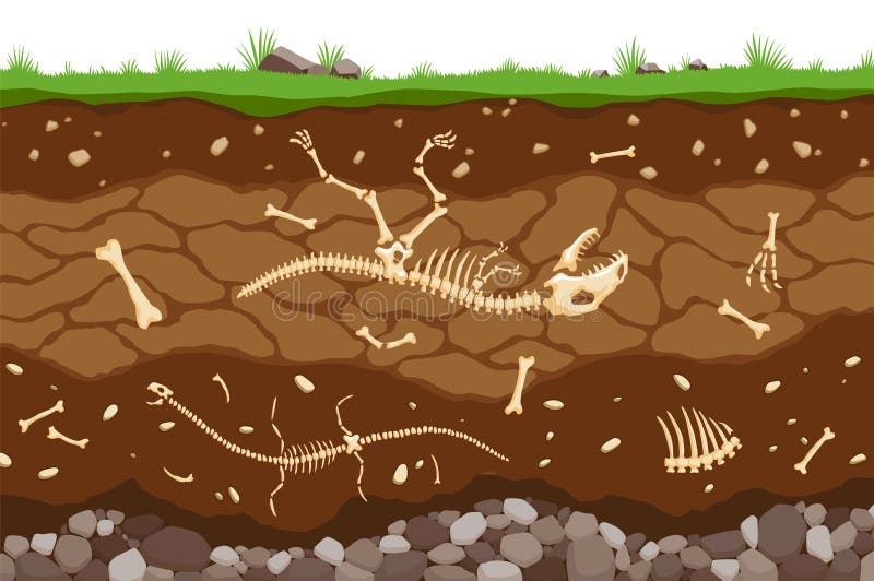 Soil Layers with Bones. Surface Horizons of the Soil with the Fossil ...