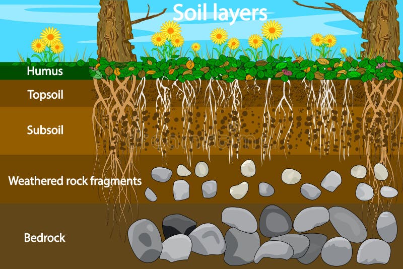 Soil Layers. Diagram for Layer of Soil. Soil Layer Scheme with Grass ... Soil Layers. Diagram for Layer of Soil. Soil Layer Scheme with Grass ...
