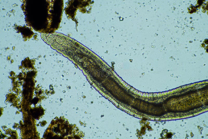 Soil Microbes in a Compost on a Farm in India Stock Image - Image of ...