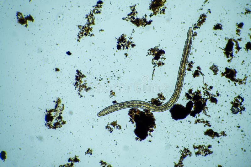Soil Microbes in a Compost on a Farm in India Stock Photo - Image of ...