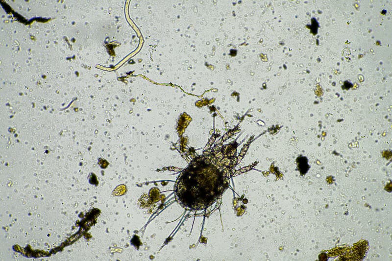 Soil Microorganisms Including Nematode, Microarthropods, Micro ...