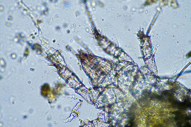 363 Soil Bacteria Microscope Stock Photos - Free & Royalty-Free Stock ...