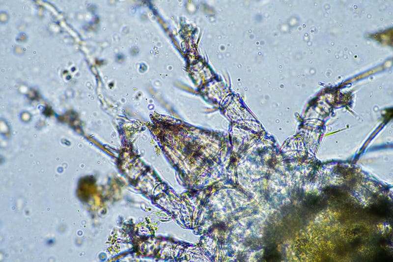 Soil Microorganisms Including Nematode, Microarthropods, Micro ...