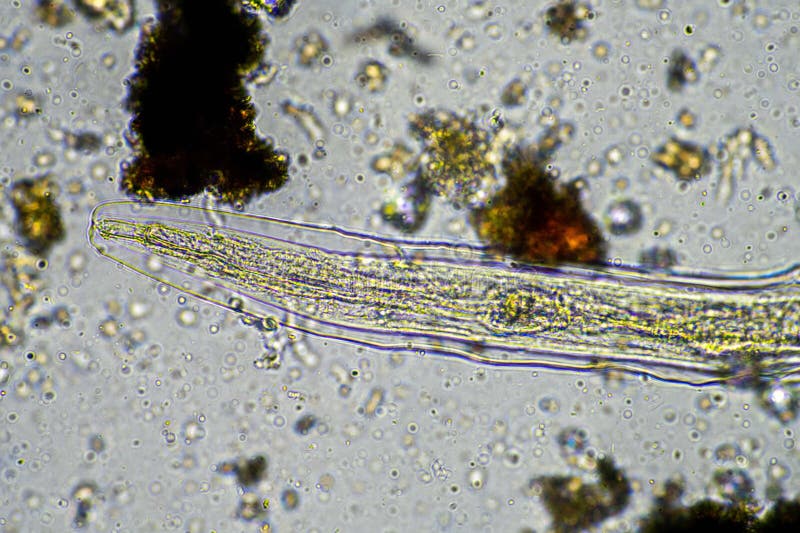 Soil Microorganisms Including Nematode, Microarthropods, Micro ...