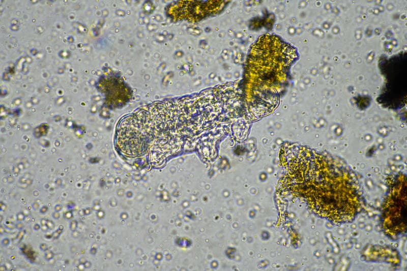 Amoeba Microscope 10x