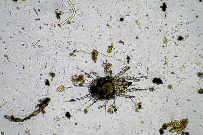 Soil Microorganisms Including Nematode, Microarthropods, Micro ...