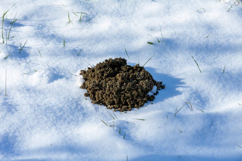 Soil from a Mole that Has Been Thrown Out on the Surface of the Earth ...