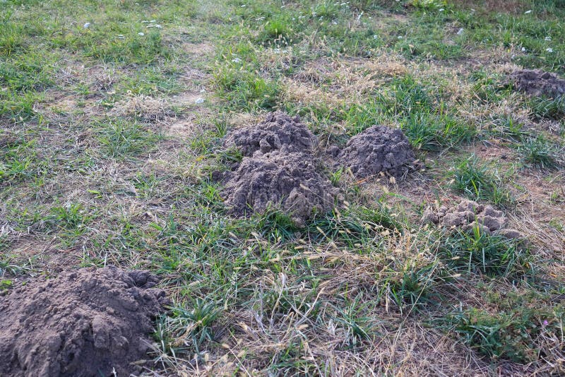 Soil of a Molehill in the Garden. Molehill and Lawn Stock Image - Image ...