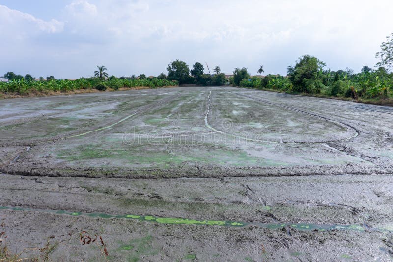 Soil Mud In Rice Field Prepare For Plant Rice In Agriculture Stock ...