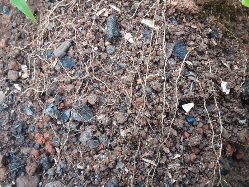 Soil overgrown by roots stock photo. Image of tree, rubble - 263986498