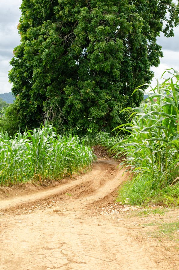 Soil path in forest stock photo. Image of landscape - 116280718
