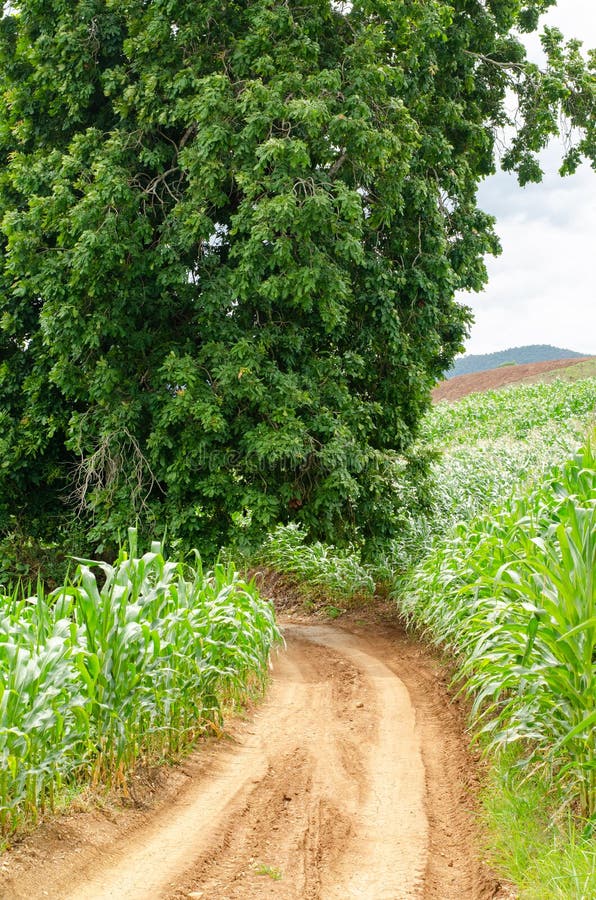 Soil path in forest stock photo. Image of landscape - 116280718