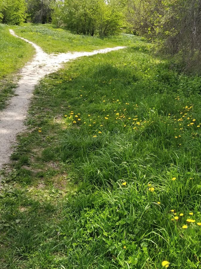 Soil Path among Grass and Dandelion Flowers Stock Photo - Image of time ...