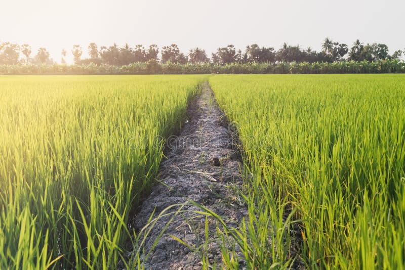 A Path between Rice Fields on Sumbawa Stock Photo - Image of walk ...