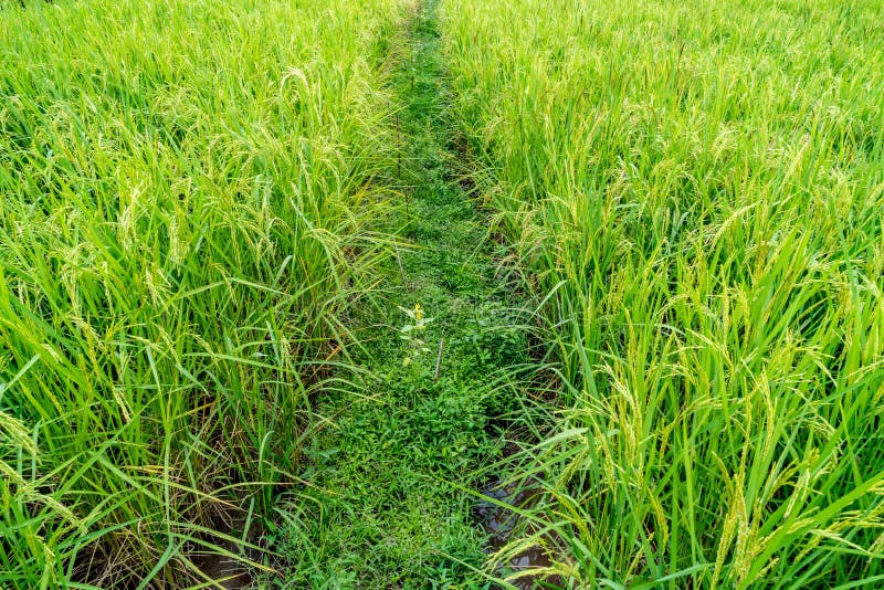 Paddy filed in Thailand stock image. Image of pathway - 102809589
