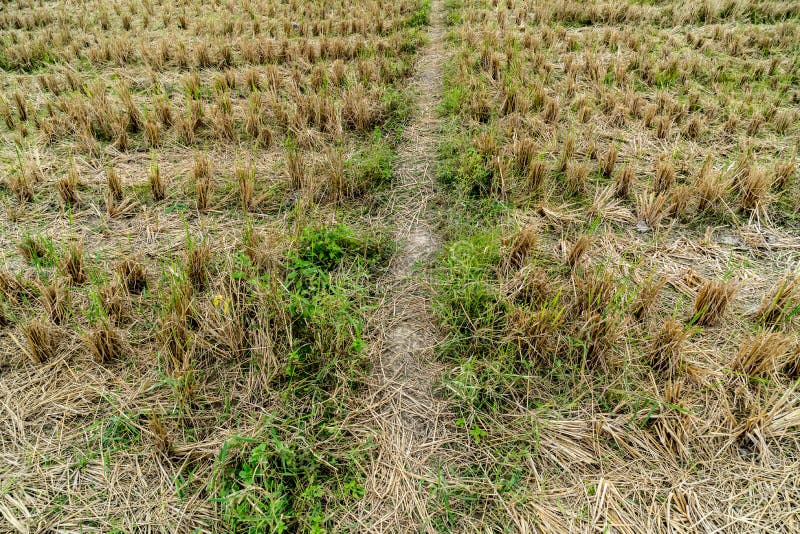 Paddy filed in Thailand stock photo. Image of fresh - 106962386