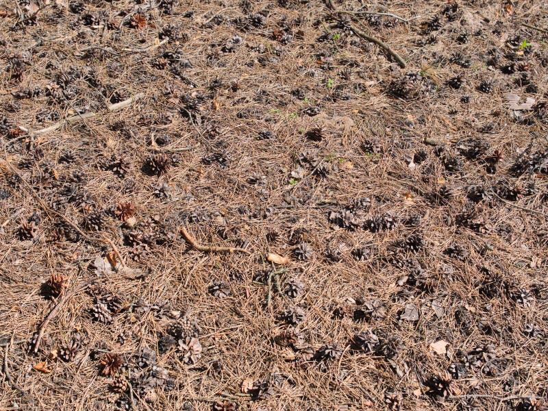 Soil in a Pine Forest Needles and Cones Stock Image - Image of ground ...