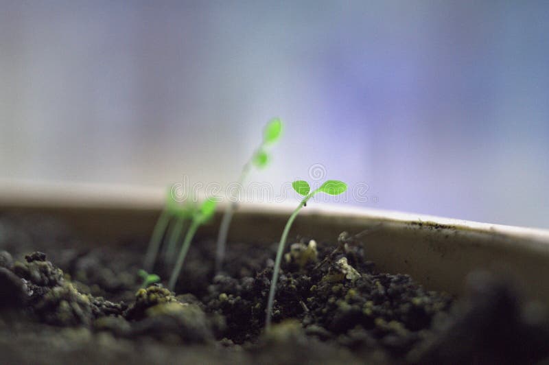 The Soil in the Pot for Planting Stock Photo - Image of horticulture ...