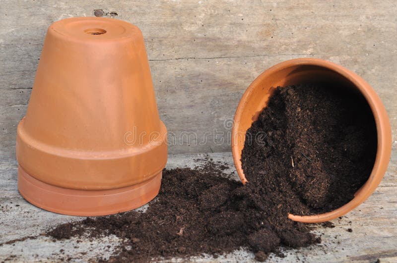 Potting plug plants stock photo. Image of soil, bench - 23843216