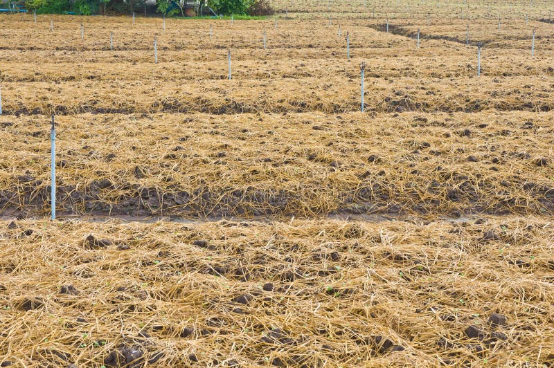 Soil Preparation Land for Vegetable Cultivation Stock Photo - Image of ...