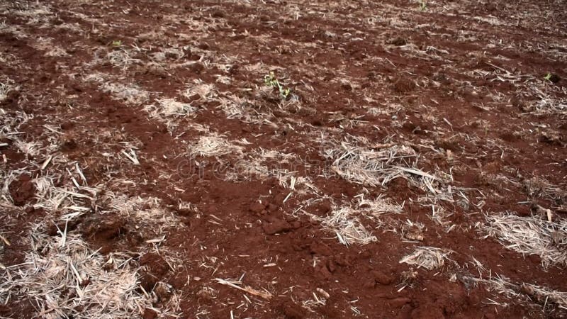 Soil Preparation for Planting Sugar Cane. Soil without Solution with ...