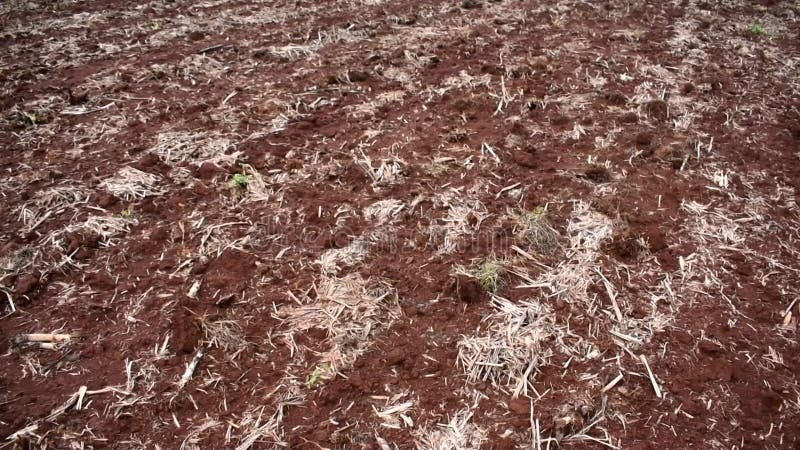 Soil Preparation for Planting Sugar Cane. Soil without Solution with ...