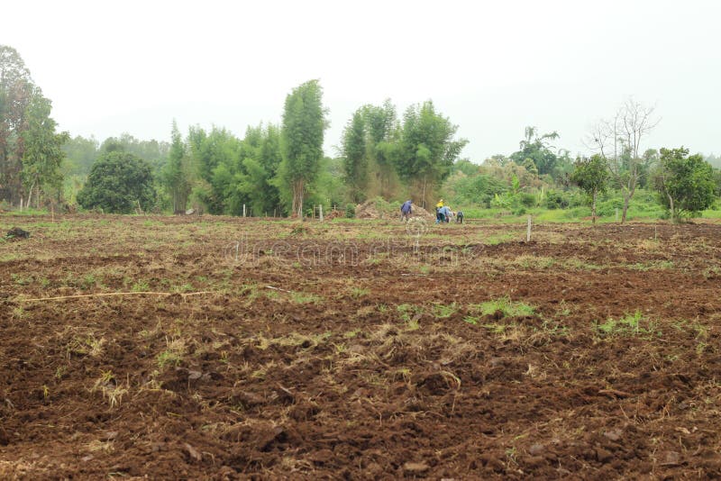 Soil Preparation before Planting Stock Image - Image of botany, color ...