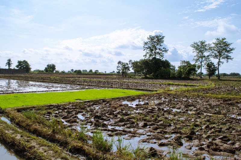 520 Land Preparation Rice Farming Stock Photos - Free & Royalty-Free ...