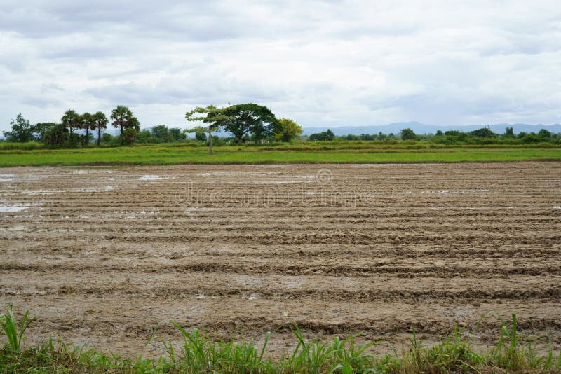 Rice cultivation stock image. Image of cultivation, detail - 13486009