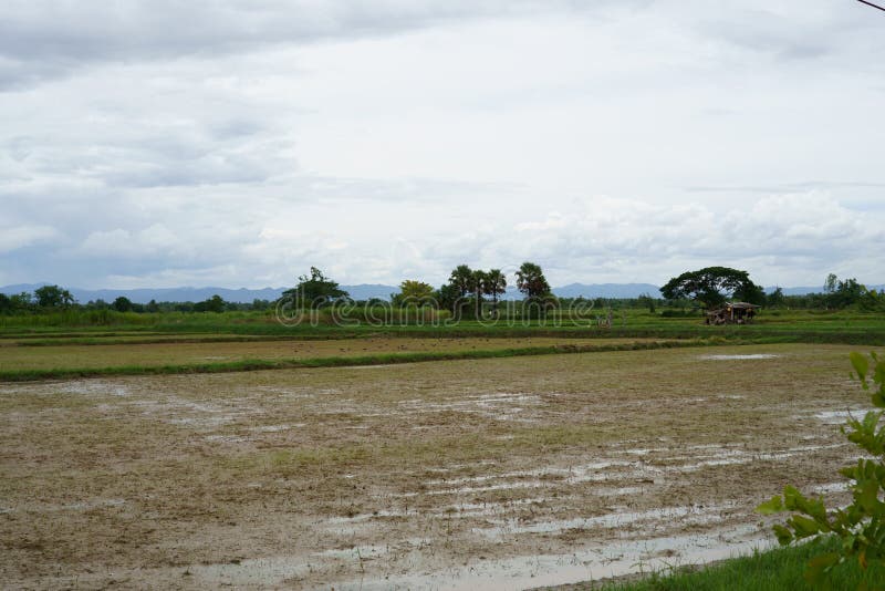 Rice Cultivation, Paddy Field in Thiruvananthapuram, Kerala Stock Image ...