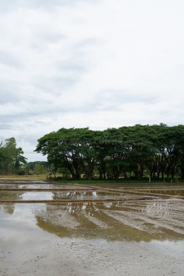 Soil Preparation for Rice Cultivation Stock Image - Image of rice, soil ...