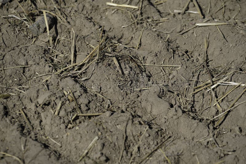 Soil from the Quarry As a Waste Product and for Versatile Use in Garden ...