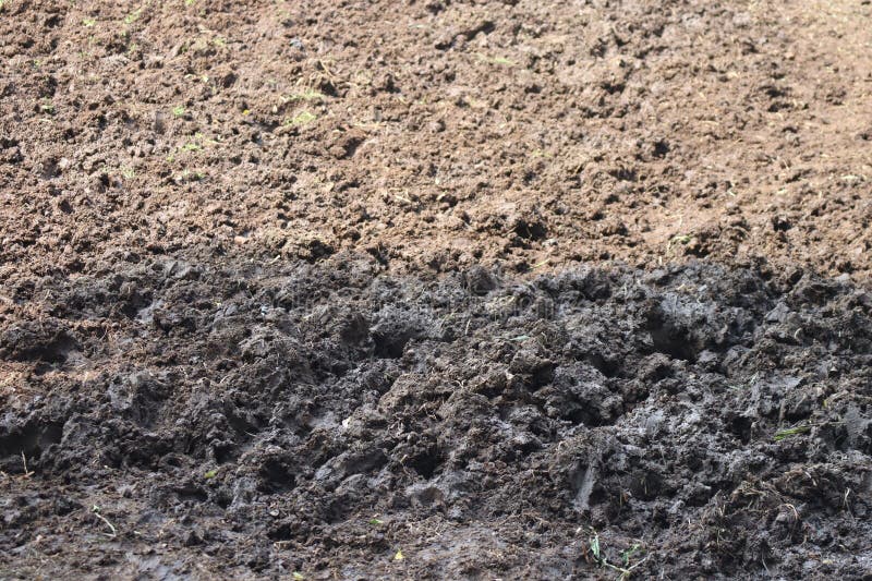 Soil in Ragunan Wildlife Park Stock Photo - Image of boulder, flower ...