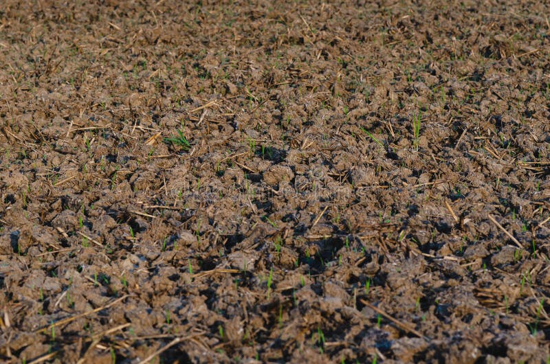 Soil Mud in Rice Field Prepare for Plant Rice in Agriculture Stock ...
