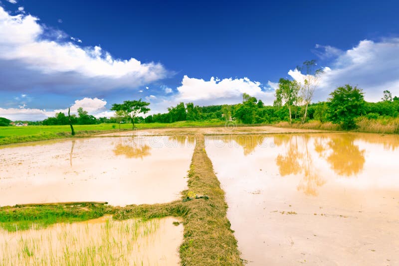Soil for rice stock image. Image of earth, field, thai - 43868653