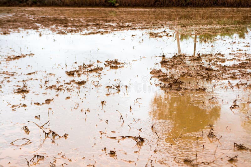 Soil for rice stock image. Image of earth, field, thai - 43868653