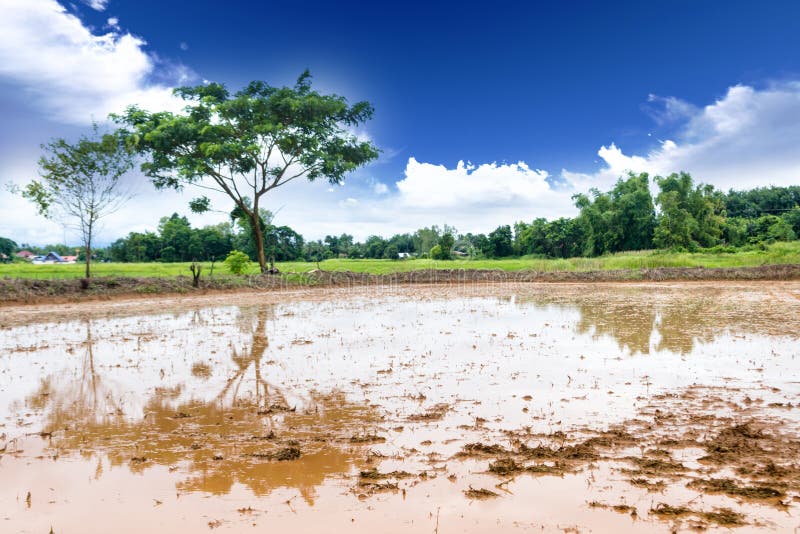 Soil for rice stock image. Image of earth, field, thai - 43868653