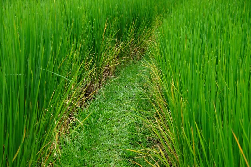 Soil Ridge Path between Fields Stock Image - Image of background, view ...