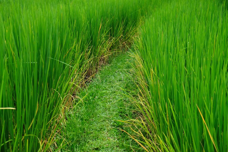 Soil Ridge Path between Fields Stock Photo - Image of ridge, bright ...