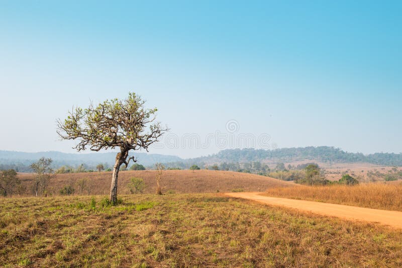 Soil Road and Alone Tree stock image. Image of nature - 116271461