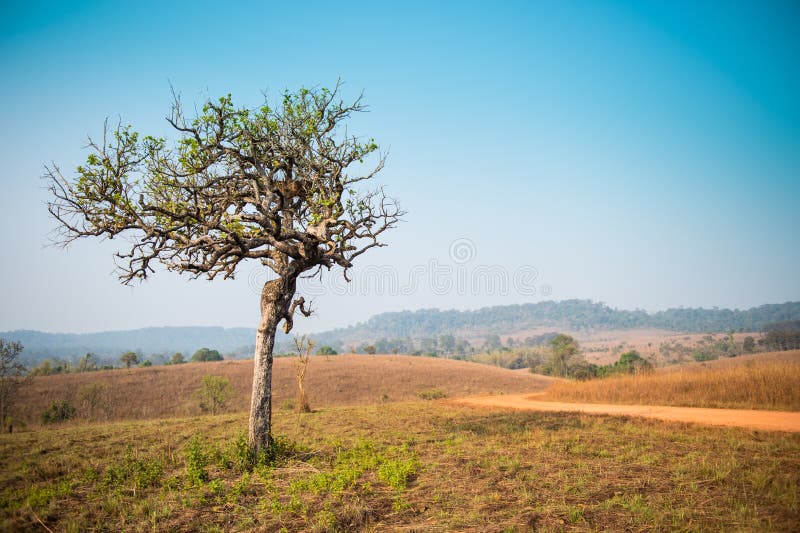 Soil Road and Alone Tree stock photo. Image of asia - 116271540