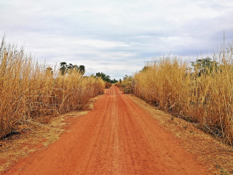 Soil road in countryside stock image. Image of forest - 137934229