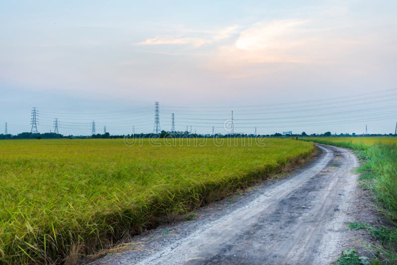 Soil Road in the Middle of a Rice Field that is Ready To Harvest Stock ...